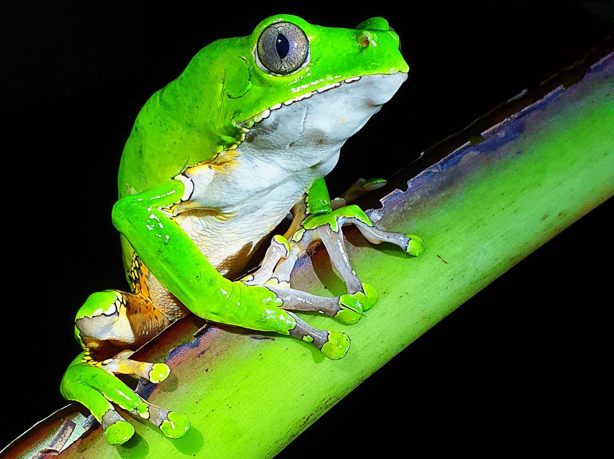 KAMBO | Redvillage.cz